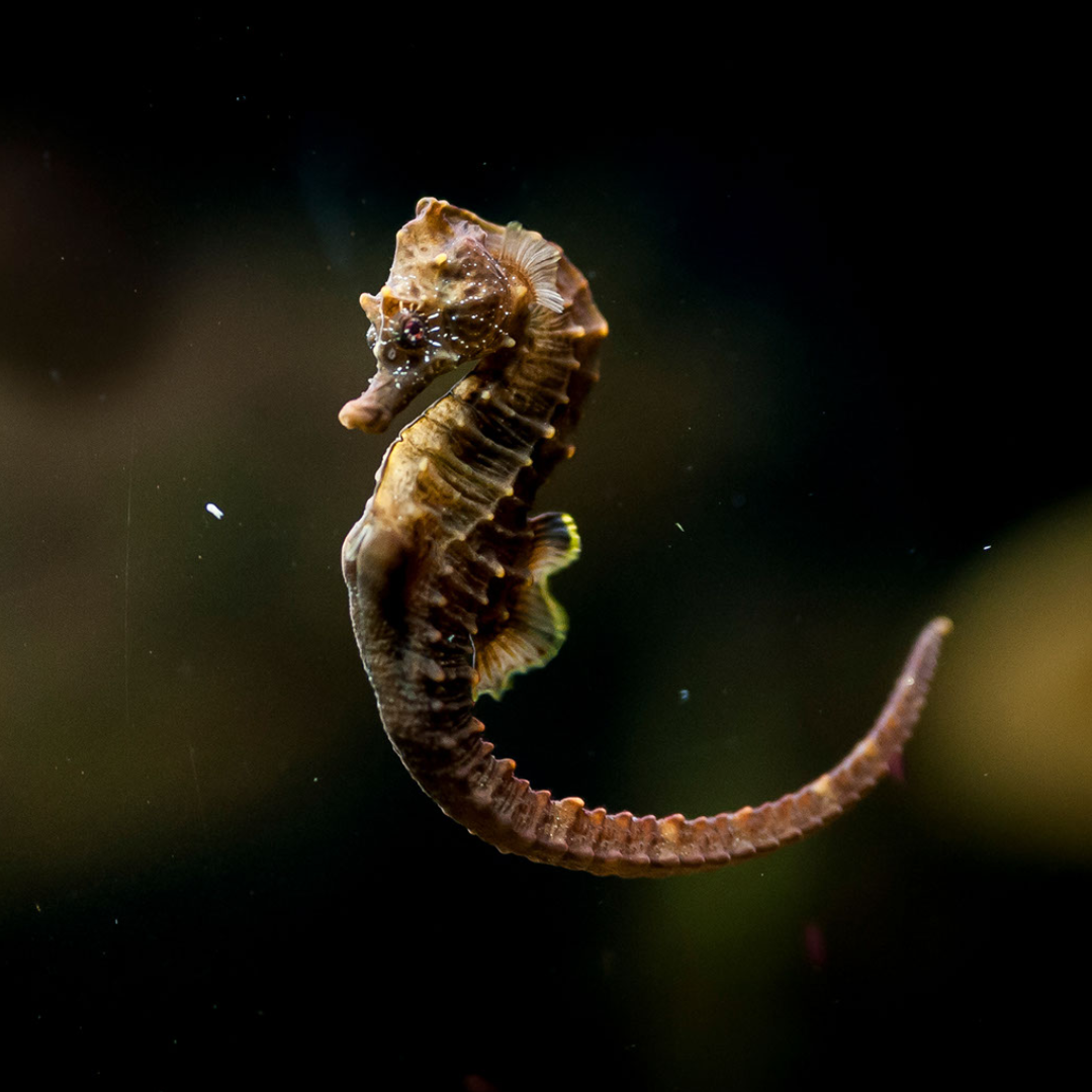 Les Hippocampes du Bassin d'Arcachon - Camping Les Ecureuils